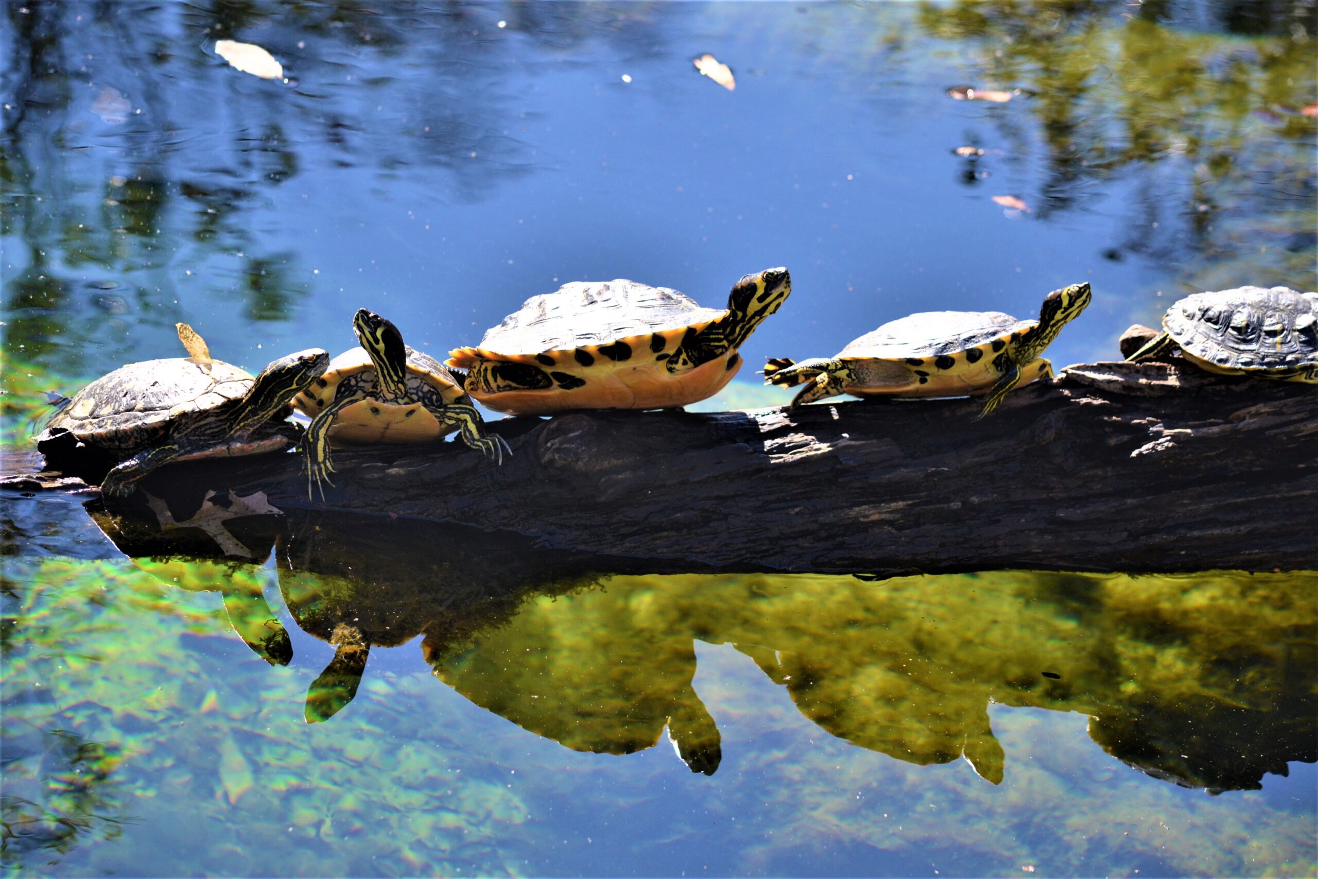 Member Spotlight: Marilyn Switzer - Cheekwood