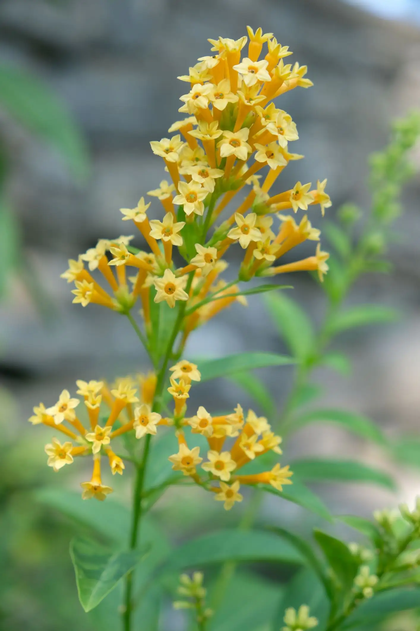 Top Plant Picks July 2026 - Cheekwood