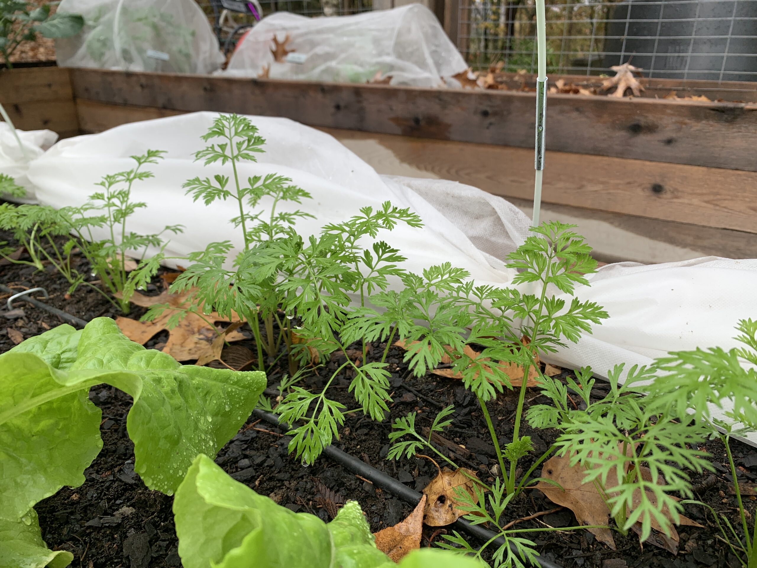 Sowing Seeds and Spilling Beans: A Brief History of Carrots - Cheekwood